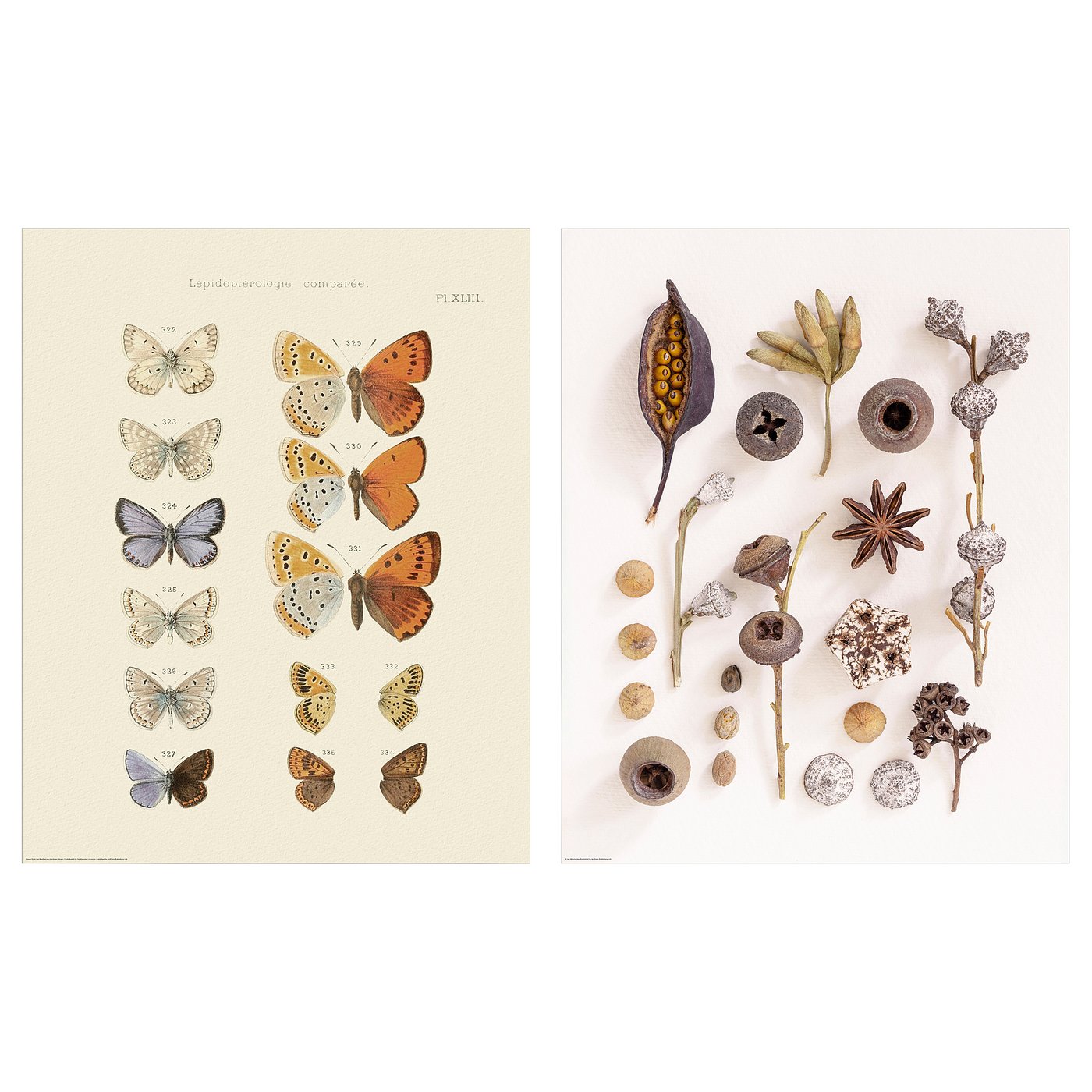 BILD poster, butterfly and seed collection, 40x50 cm - IKEA