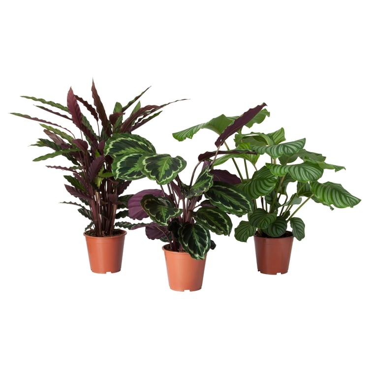 CALATHEA potted plant, Calathea/assorted, 17 cm - IKEA