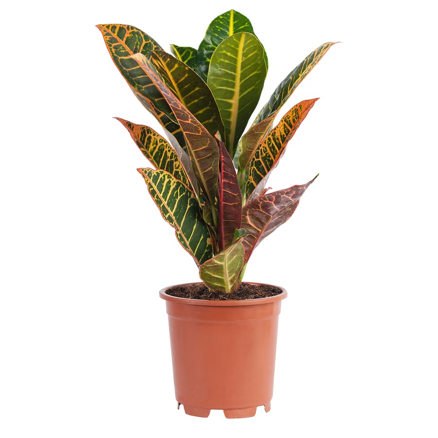 CODIAEUM potted plant, Croton, 12 cm - IKEA