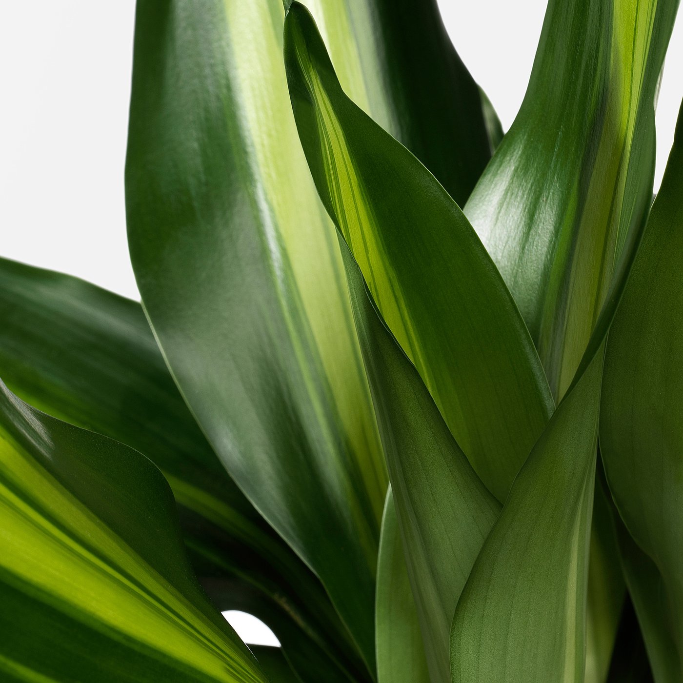 DRACAENA MASSANGEANA potted plant, Dom plant/1 stem, 14 cm - IKEA