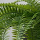 FEJKA artificial potted plant, in/outdoor hanging/fern, 12 cm - IKEA