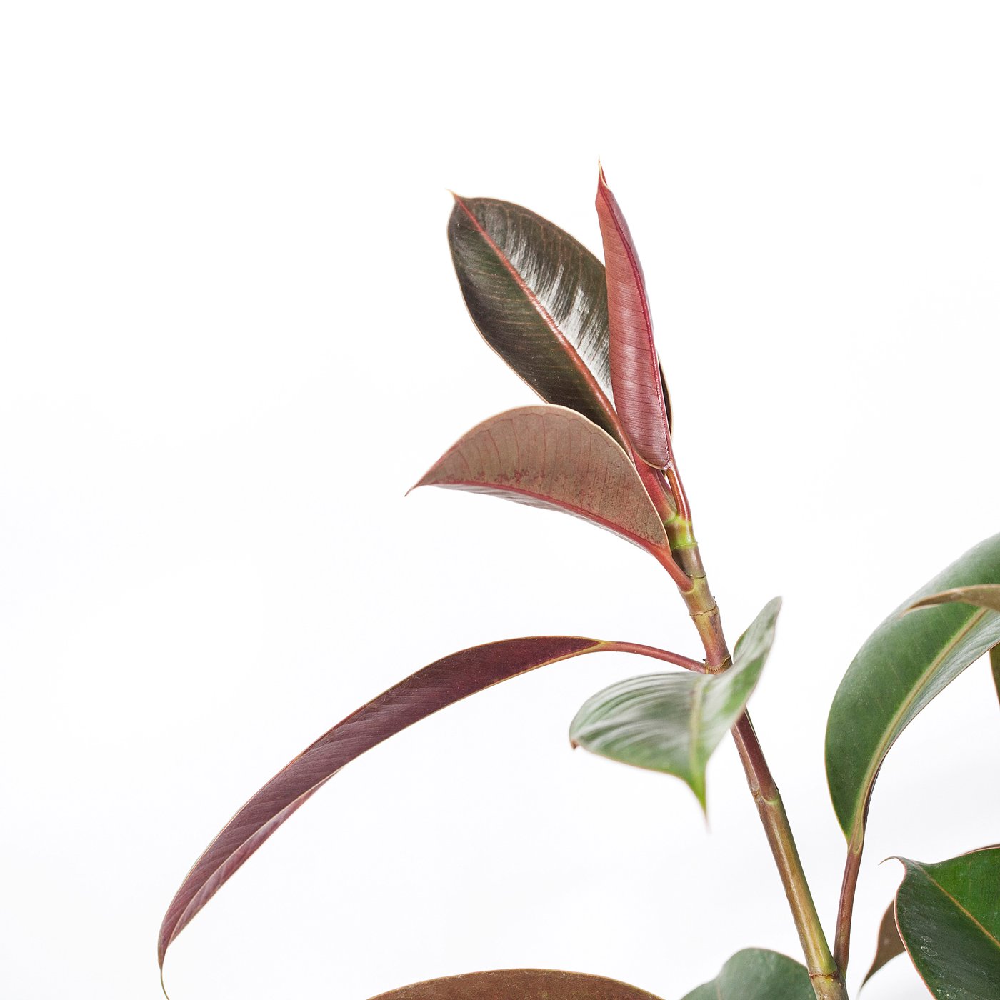 FICUS ELASTICA Potted plant, Rubber plant assorted, 17 cm - IKEA