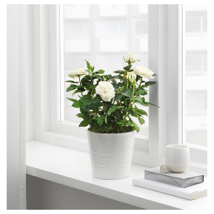 ROSA potted plant, Rose/assorted colours, 13 cm - IKEA