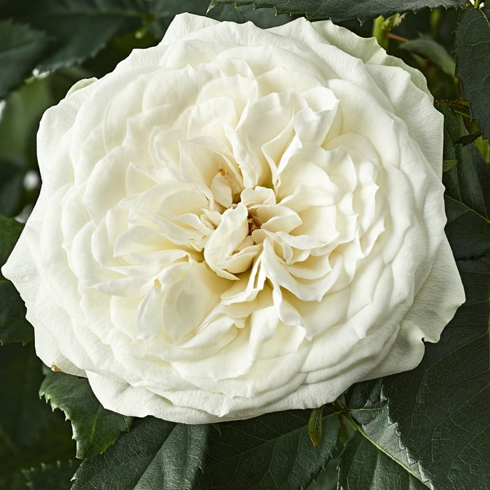 ROSA potted plant, Rose/assorted colours, 13 cm - IKEA