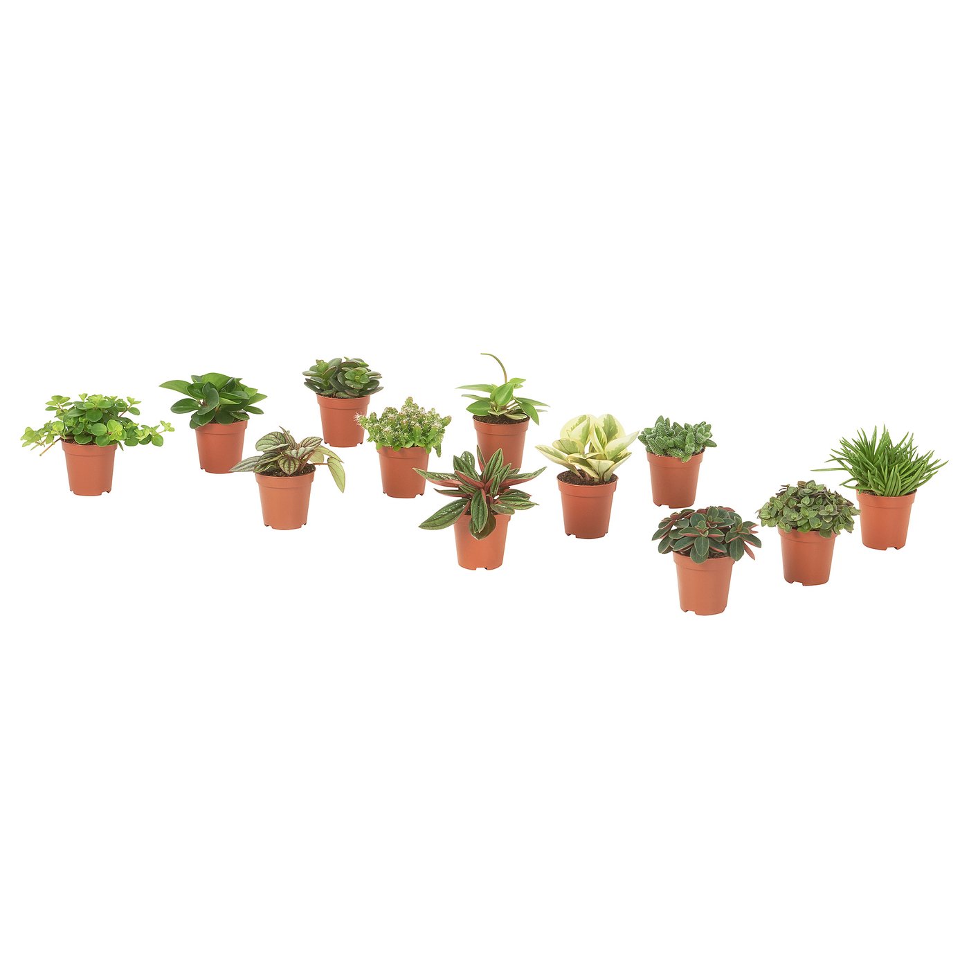 HIMALAYAMIX potted plant, assorted, 6 cm - IKEA Austria