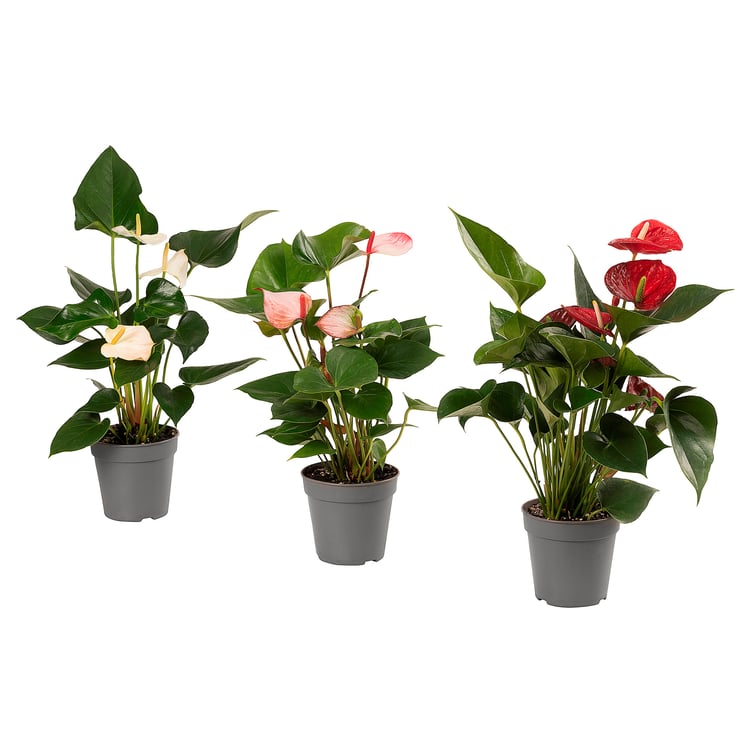 ANTHURIUM potted plant, assorted colours, 12 cm - IKEA