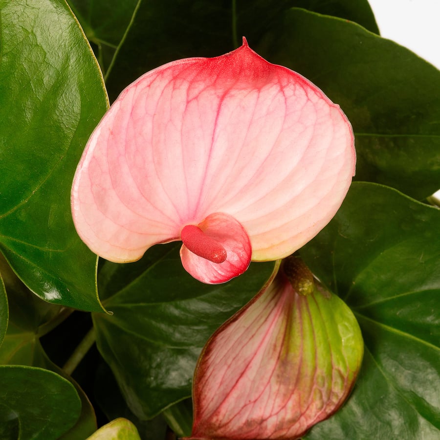 ANTHURIUM potted plant, assorted colours, 12 cm - IKEA