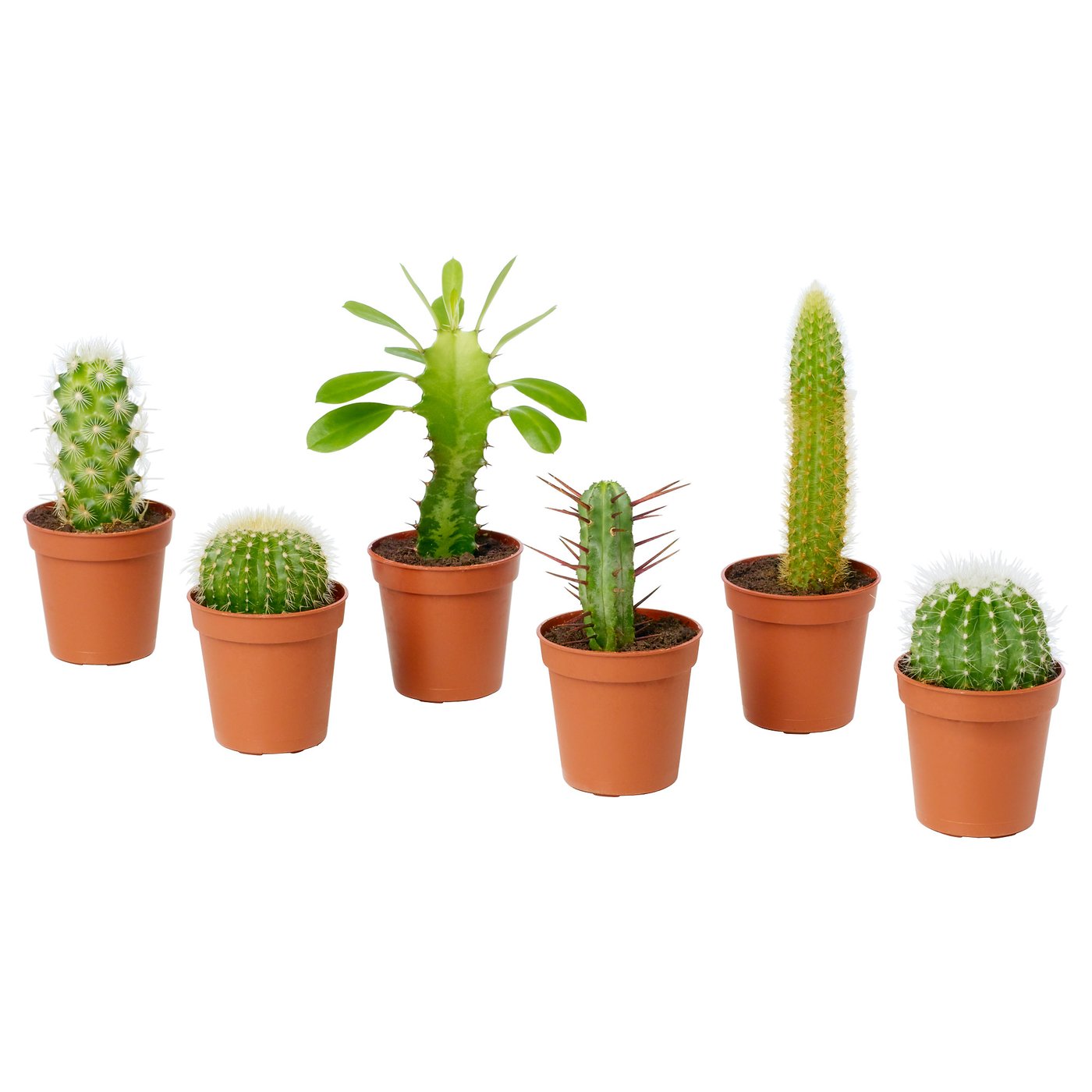 cactus ikea