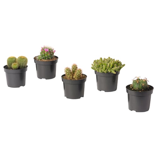 CACTACEAE potted plant, cactus/assorted, 9.5 cm - IKEA