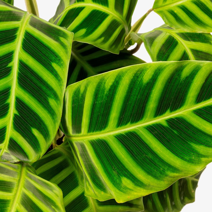 CALATHEA potted plant, Calathea assorted, 17 cm - IKEA