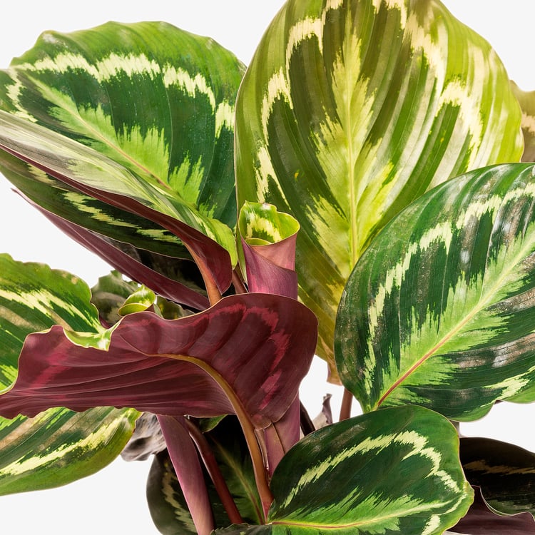 CALATHEA potted plant, Calathea assorted, 17 cm - IKEA