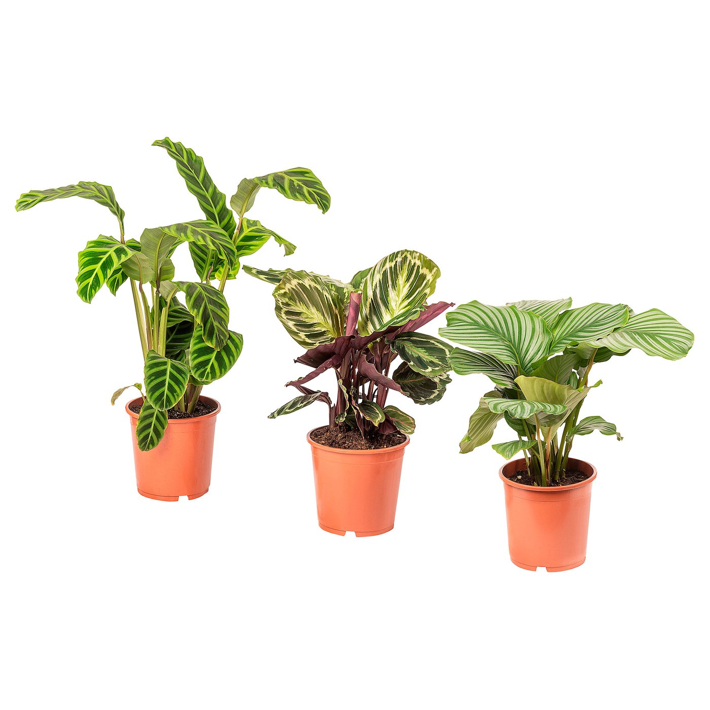 CALATHEA potted plant, Calathea assorted, 17 cm - IKEA