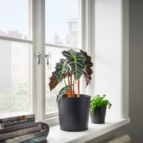 CITRONMELISS plant pot, in/outdoor/anthracite, 19 cm - IKEA