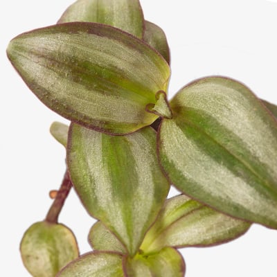 HIMALAYAMIX potted plant, assorted plants with foliage, 6 cm - IKEA