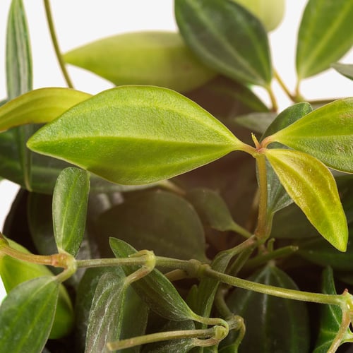 HIMALAYAMIX potted plant, assorted plants with foliage, 6 cm - IKEA