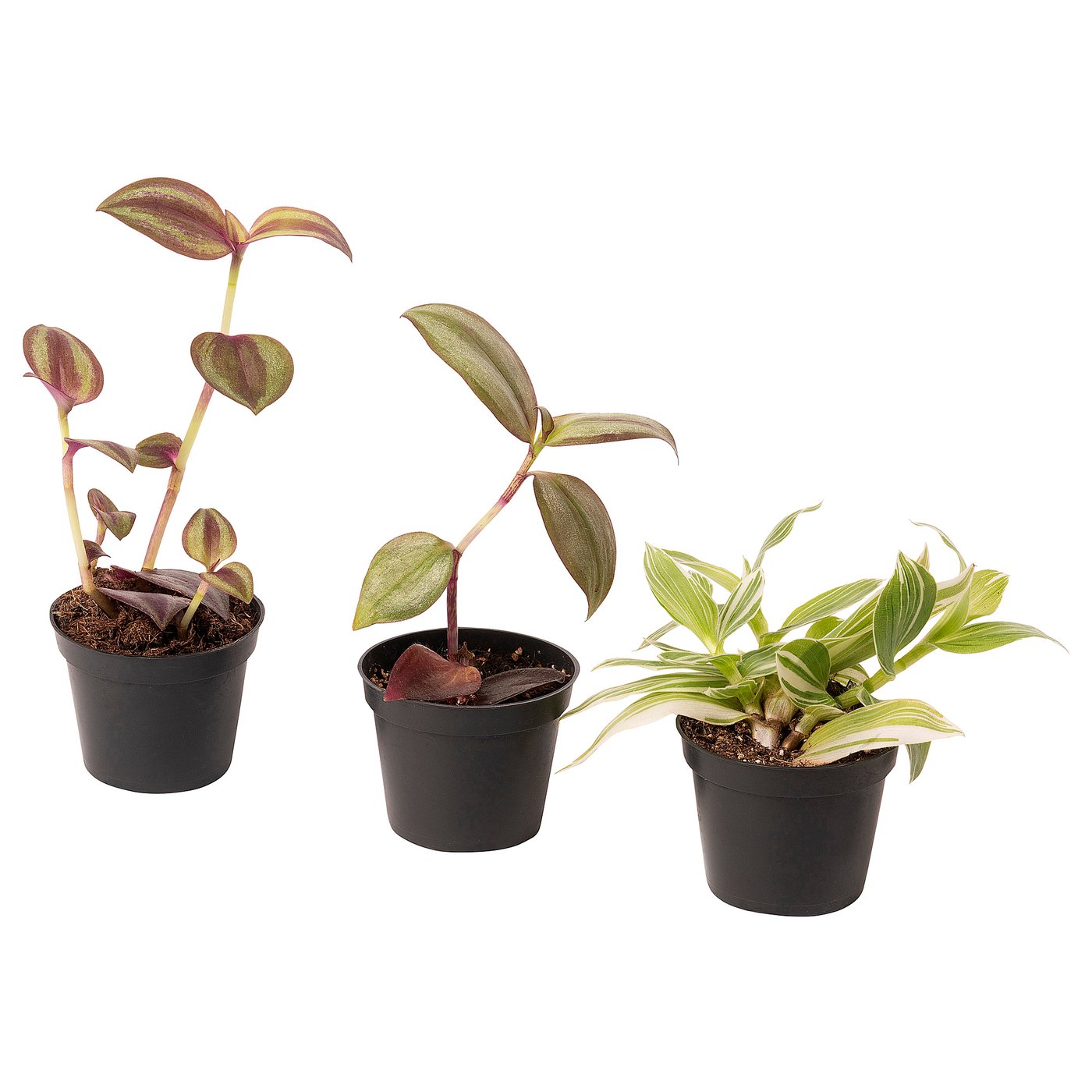 HIMALAYAMIX Potted plant, assorted, 6 cm - IKEA