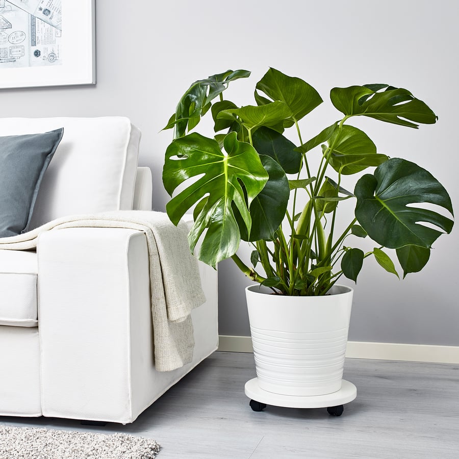 MONSTERA potted plant, Swiss cheese plant, 25 cm - IKEA