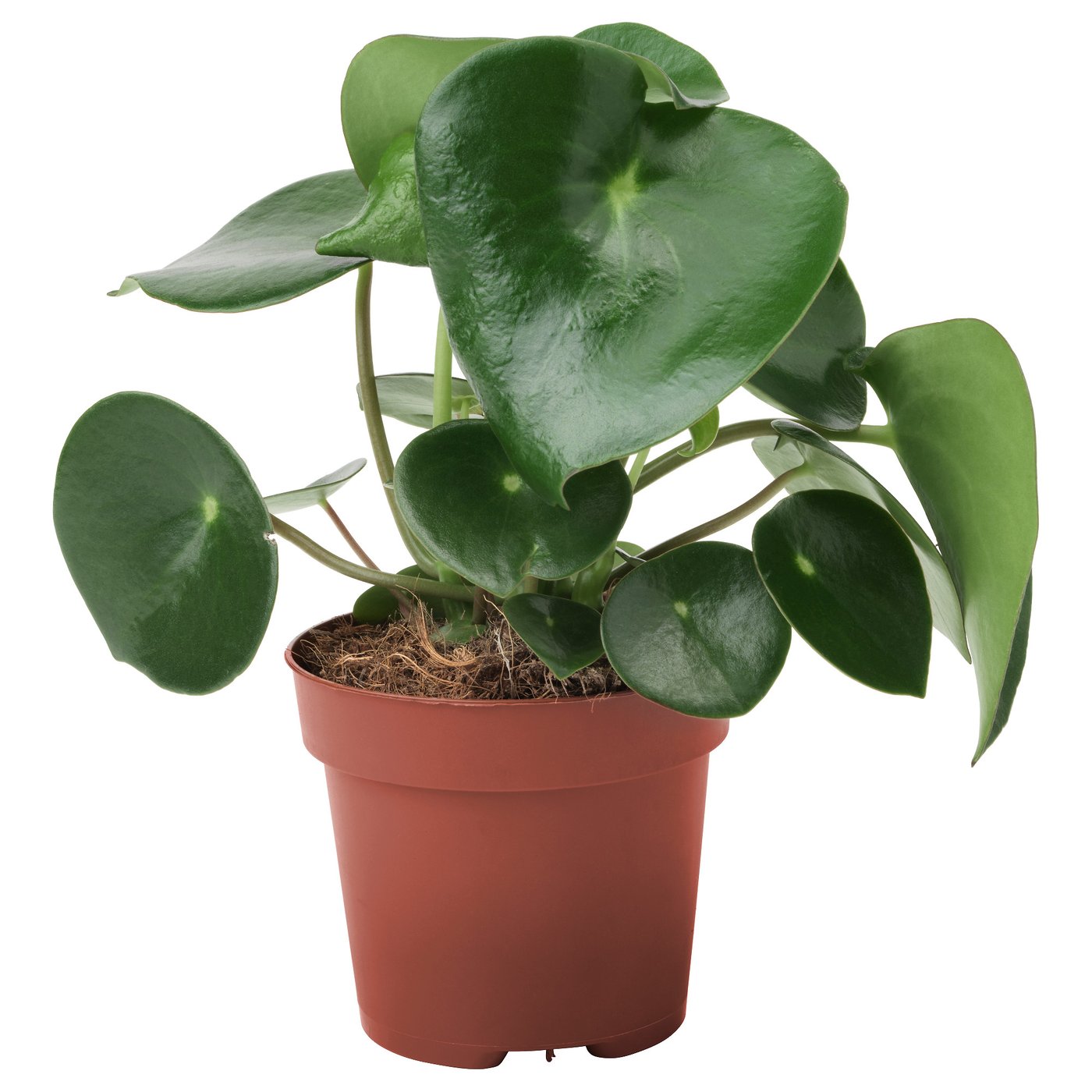 PEPEROMIA Potted plant, assorted/Peperomia, 12 cm - IKEA