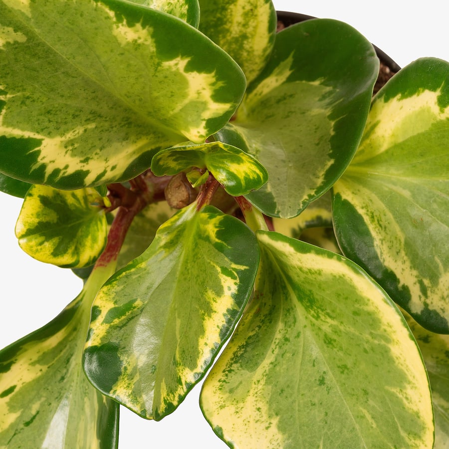 PEPEROMIA potted plant, assorted/Peperomia, 12 cm - IKEA