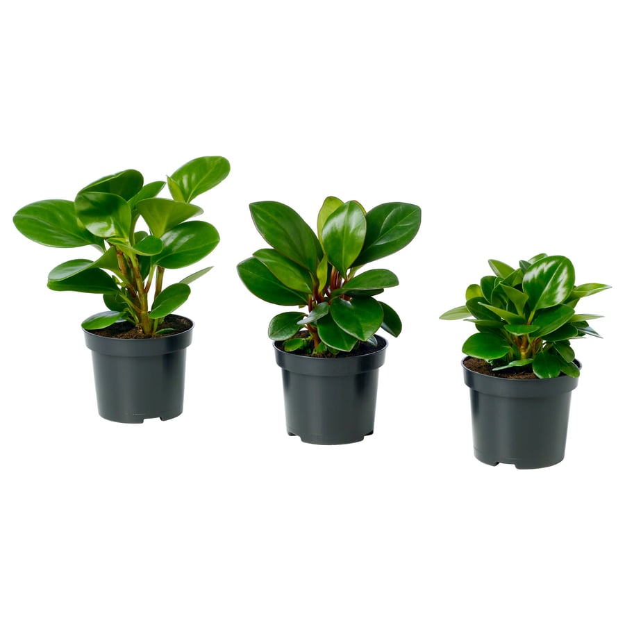 PEPEROMIA potted plant, assorted, 9 cm - IKEA