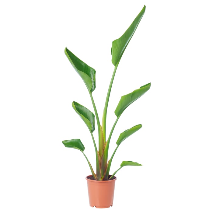 STRELITZIA potted plant, Bird of paradise, 17 cm - IKEA