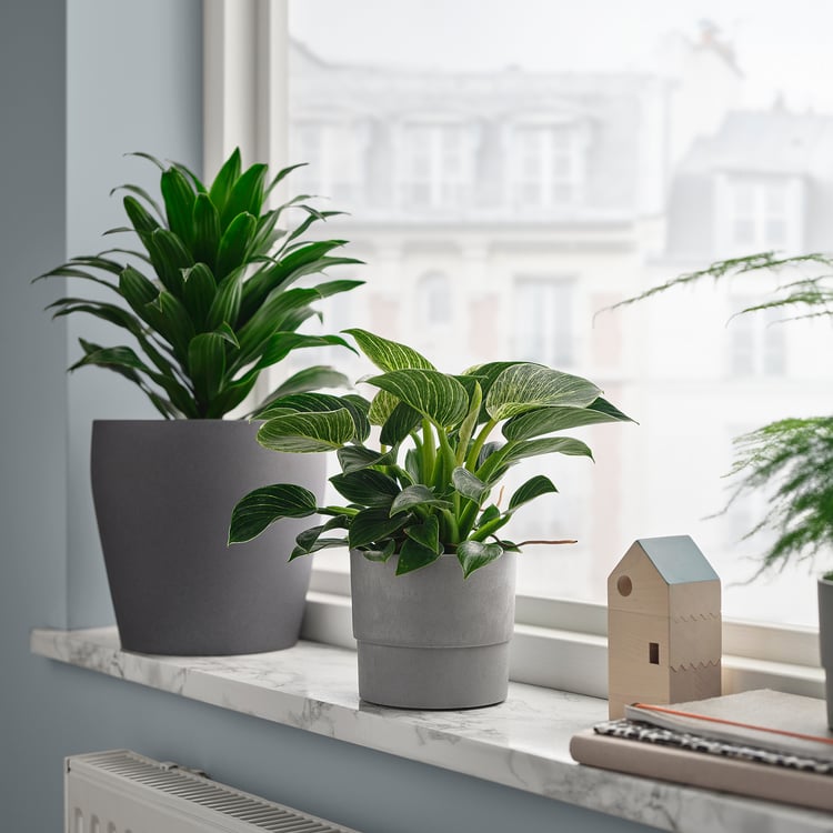 PHILODENDRON potted plant, Philodendron assorted, 12 cm - IKEA Belgium