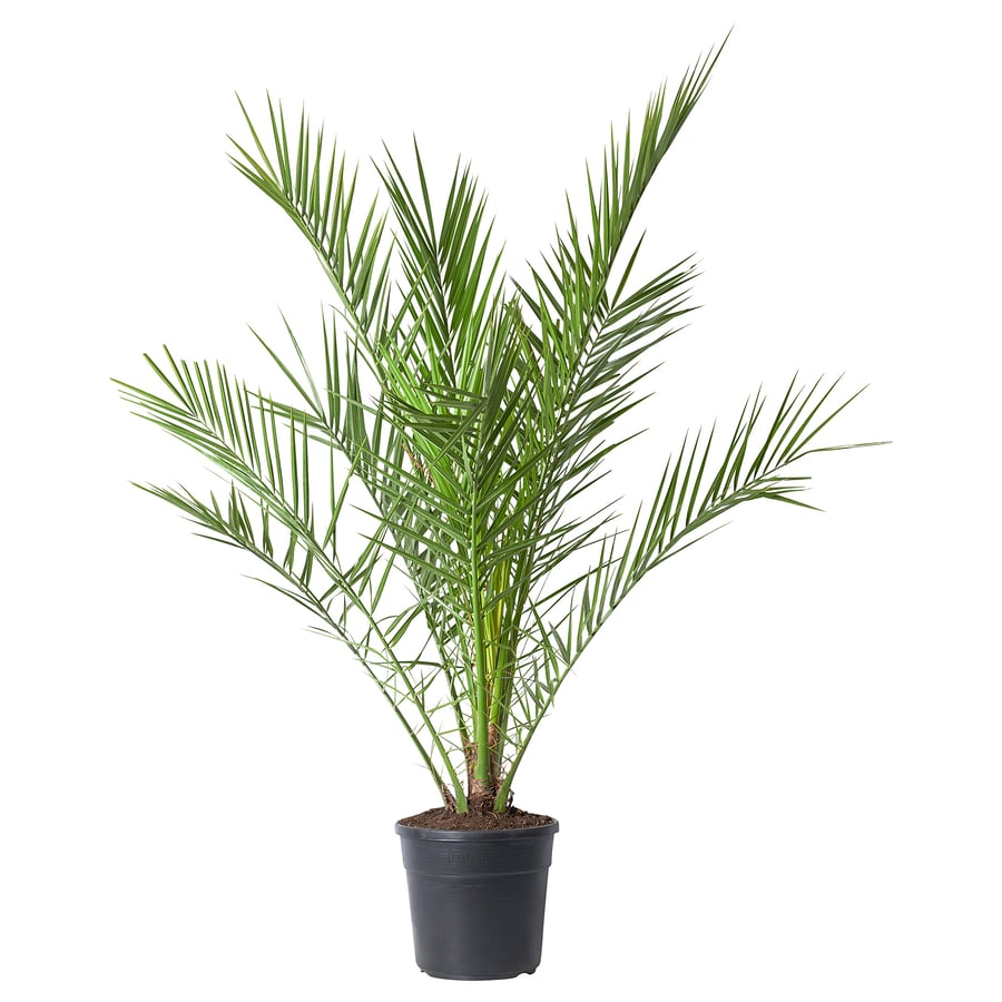 PHOENIX CANARIENSIS Plante en pot, 24 cm - IKEA