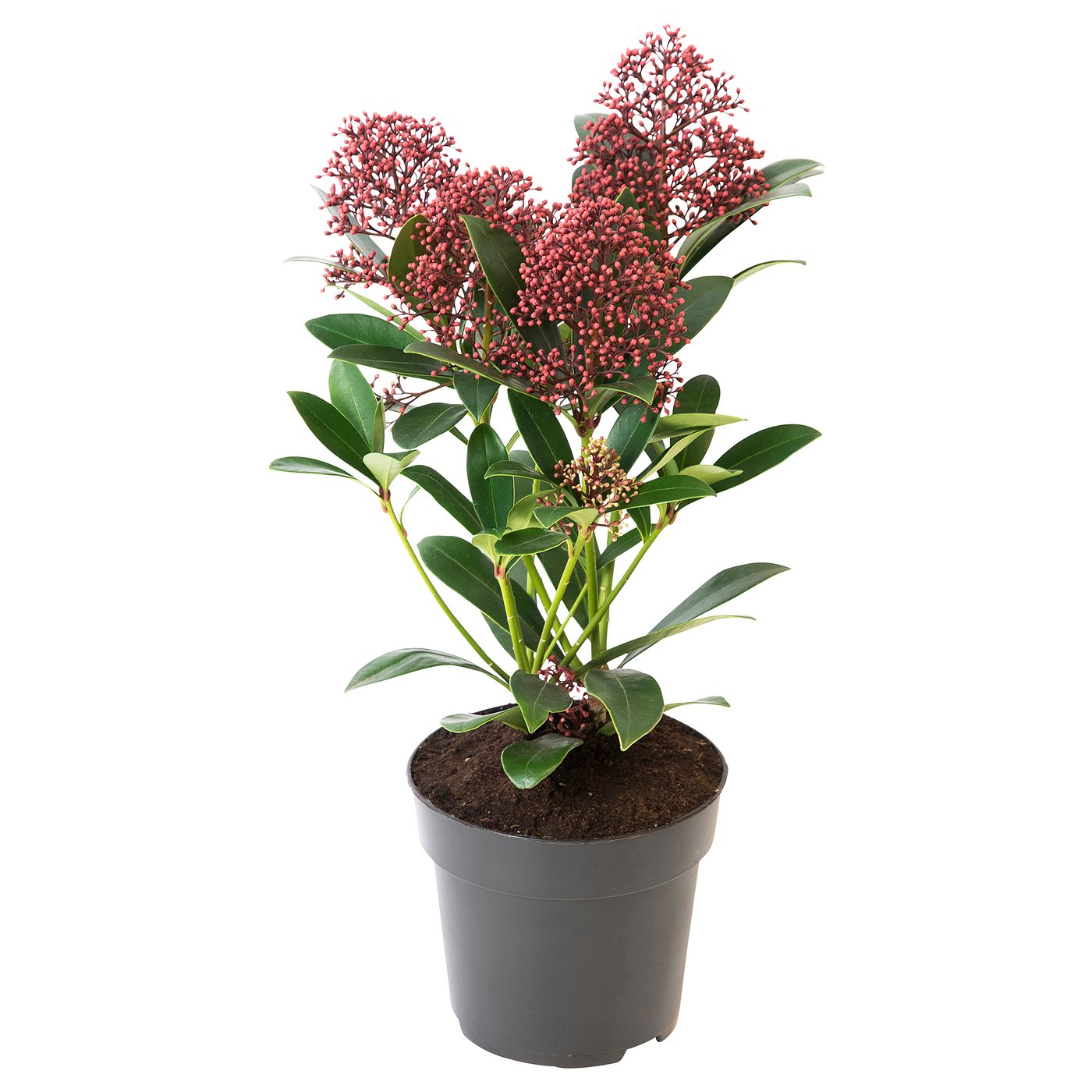 SKIMMIA JAPONICA RUBELLA Plante en pot - IKEA