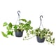 EPIPREMNUM hangplant, Scindapsus, 17 cm - IKEA België