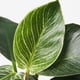 PHILODENDRON WHITE WAVE potted plant, Philodendron, 12 cm - IKEA