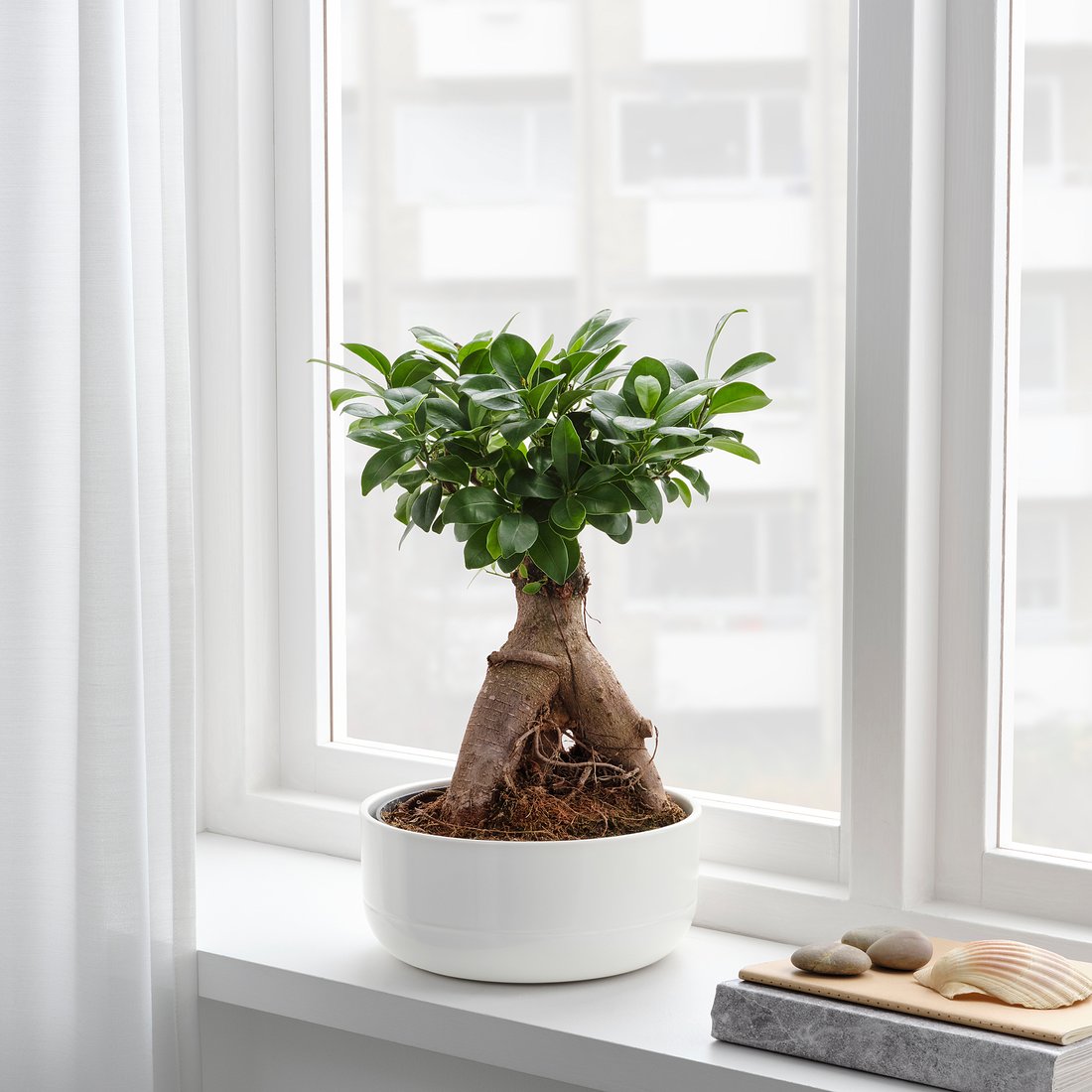FICUS MICROCARPA GINSENG Plant with pot - bonsai, assorted colors ...