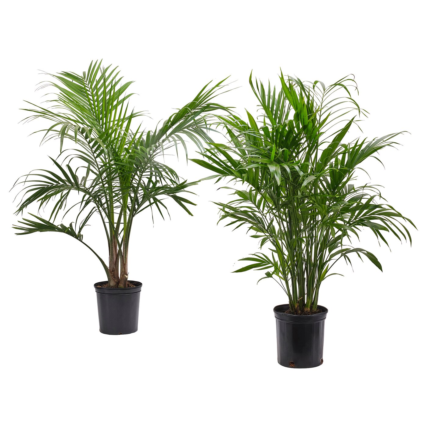 PALMMIX potted plant, assorted species plants, 24 cm (9 ½") - IKEA CA