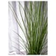 FEJKA plante artificielle en pot, herbe, 17 cm (6 ¾") - IKEA CA