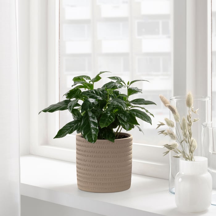 Cache-pots d'intérieur - IKEA CA