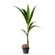 COCOS NUCIFERA Pflanze, Kokospalme, 19 cm - IKEA Schweiz