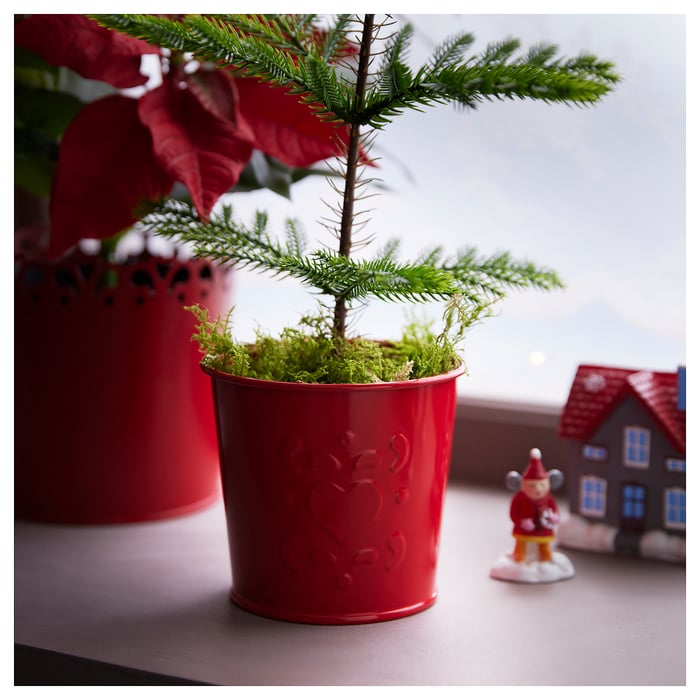 Winterpflanzen & Weihnachtspflanzen - IKEA Schweiz
