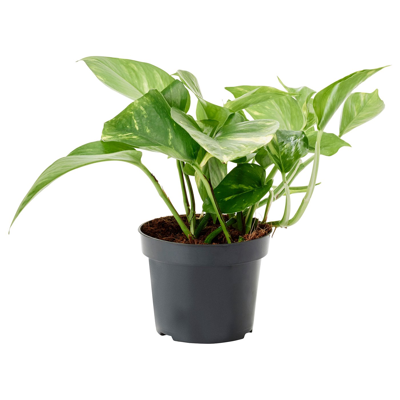 EPIPREMNUM potted plant, Golden Pothos, 12 cm - IKEA Switzerland