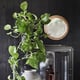 EPIPREMNUM potted plant, Golden Pothos, 12 cm - IKEA Switzerland