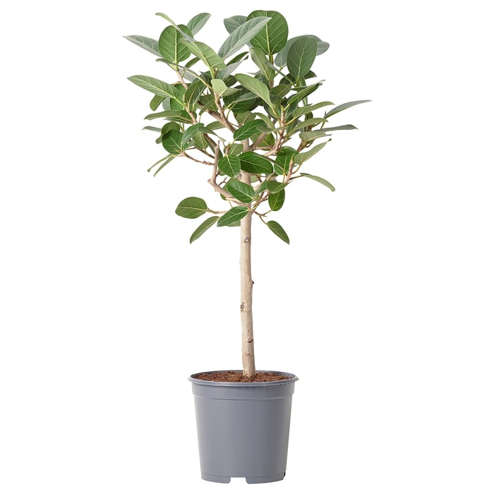 Plants - IKEA Switzerland