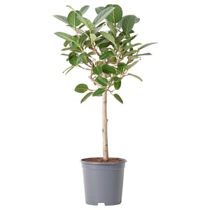 Plants - IKEA Switzerland