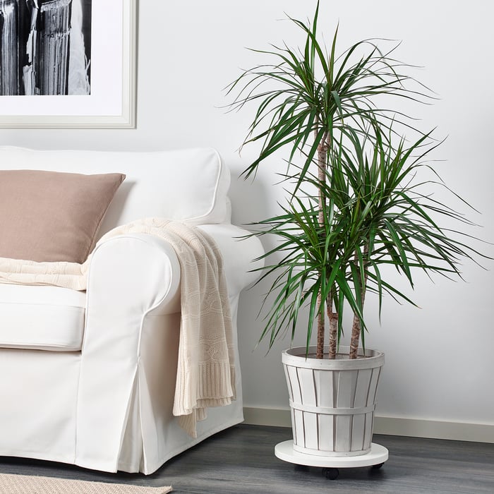 CALATHEA Potted plant, Calathea/assorted, 19 cm - IKEA Switzerland