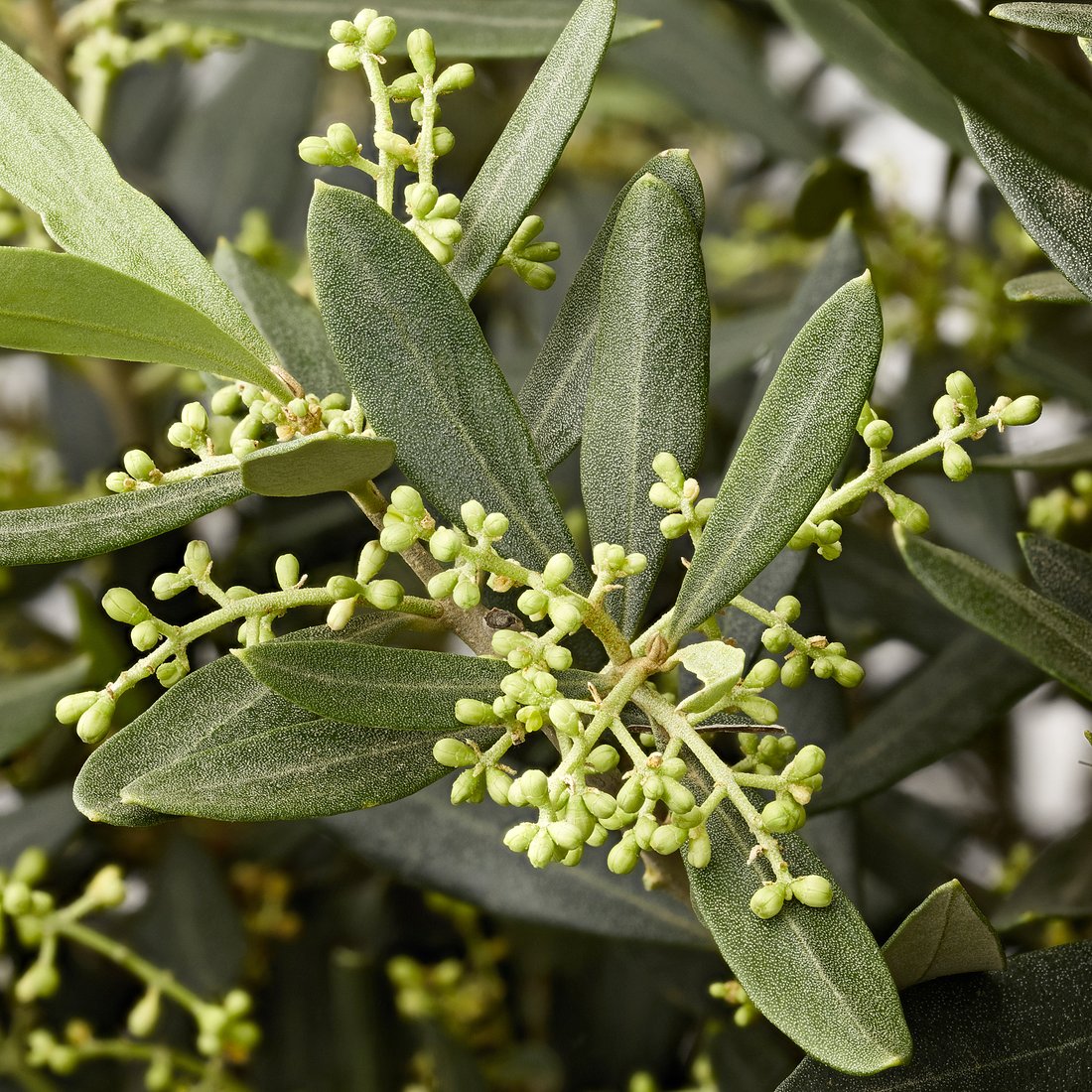 OLEA EUROPAEA Potted plant - Olive tree, stem - IKEA Switzerland