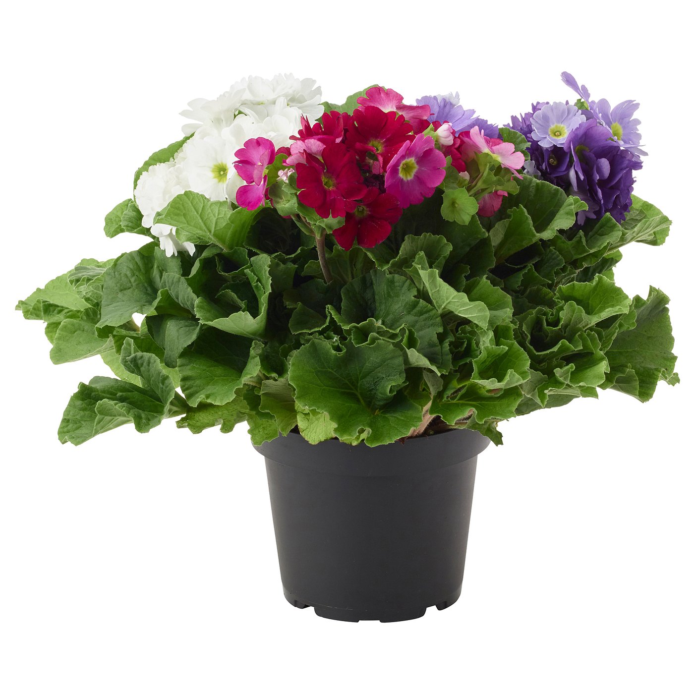 PRIMULA OBCONICA Potted plant - primula assorted colours - IKEA Switzerland