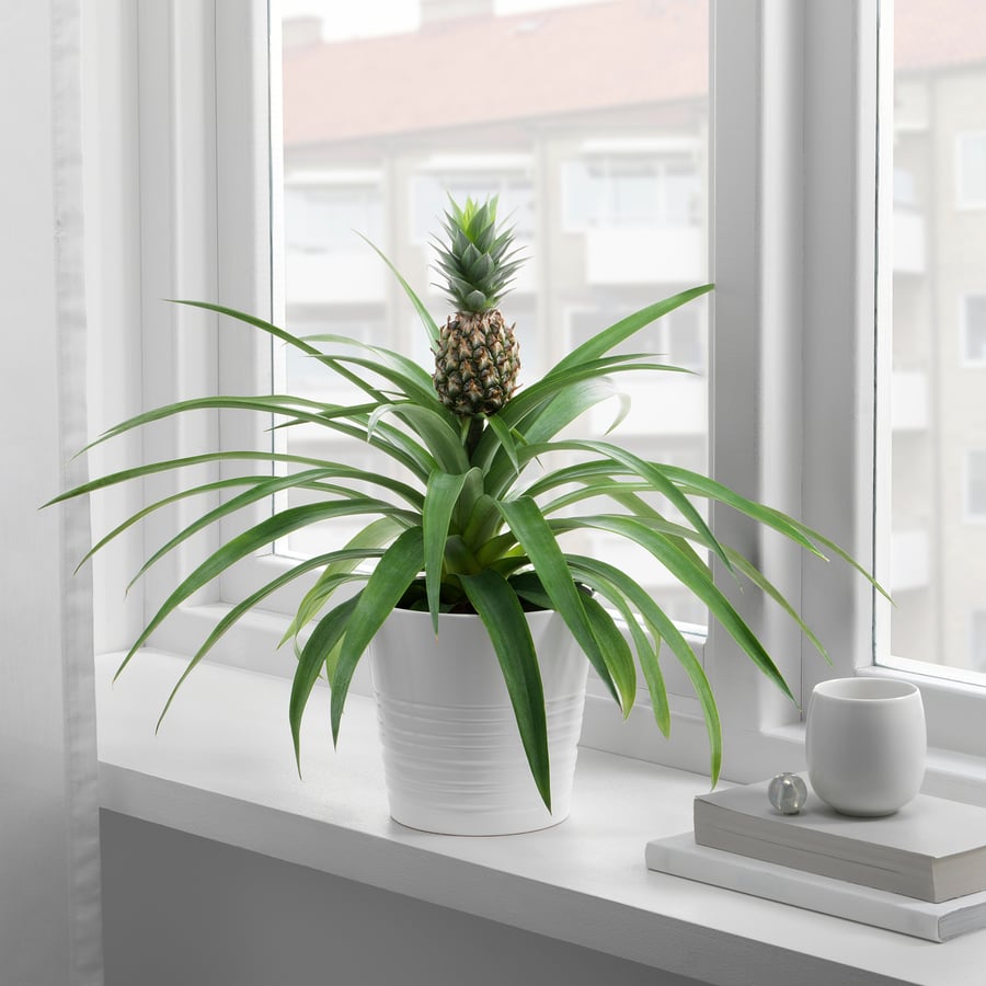 ANANAS pianta da vaso, ananas, 12 cm - IKEA Svizzera