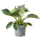 Piante - IKEA Svizzera