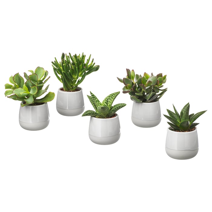 Piante - IKEA Svizzera