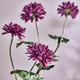 SMYCKA Flor artificial, interior/exterior Crisantemo/morado, 71 cm ...