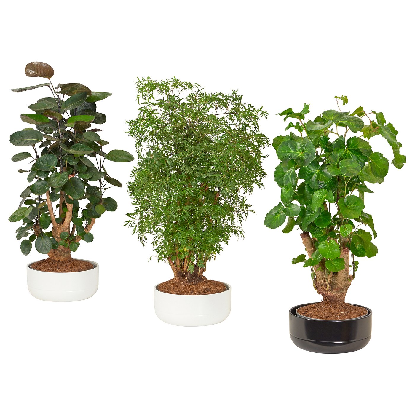 POLYSCIAS potted plant with pot, bonsai assorted colours, 22 cm - IKEA