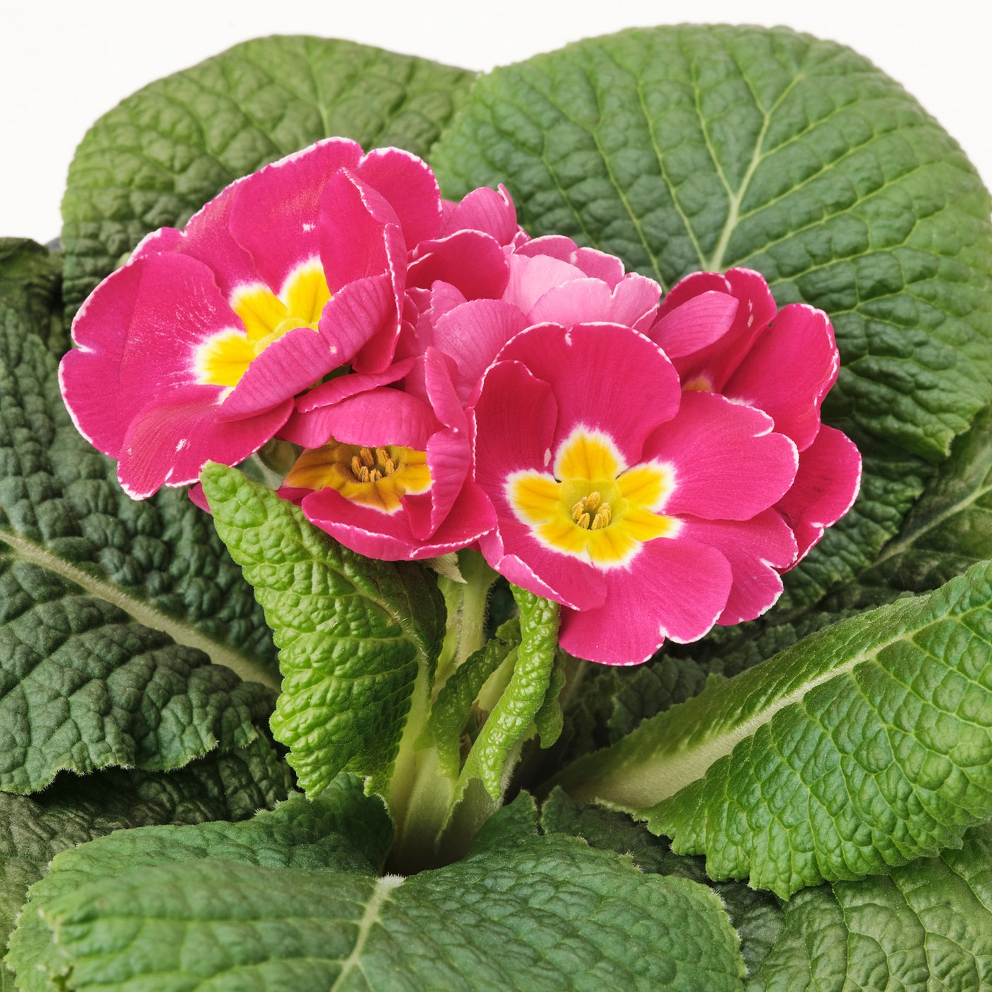 primula colours