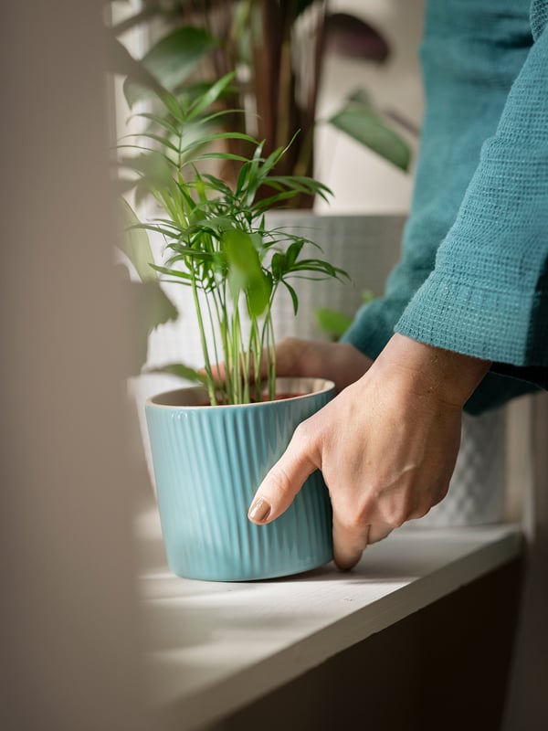 CHAMAEDOREA ELEGANS Pflanze, Bergpalme, 9 cm - IKEA Deutschland